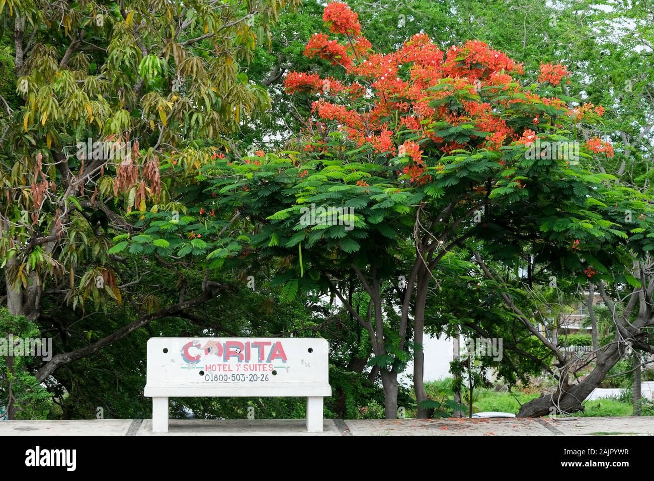 Bus stop surrounded by greenery. Puerto Vallarta, Jalisco. Mexico Stock ...