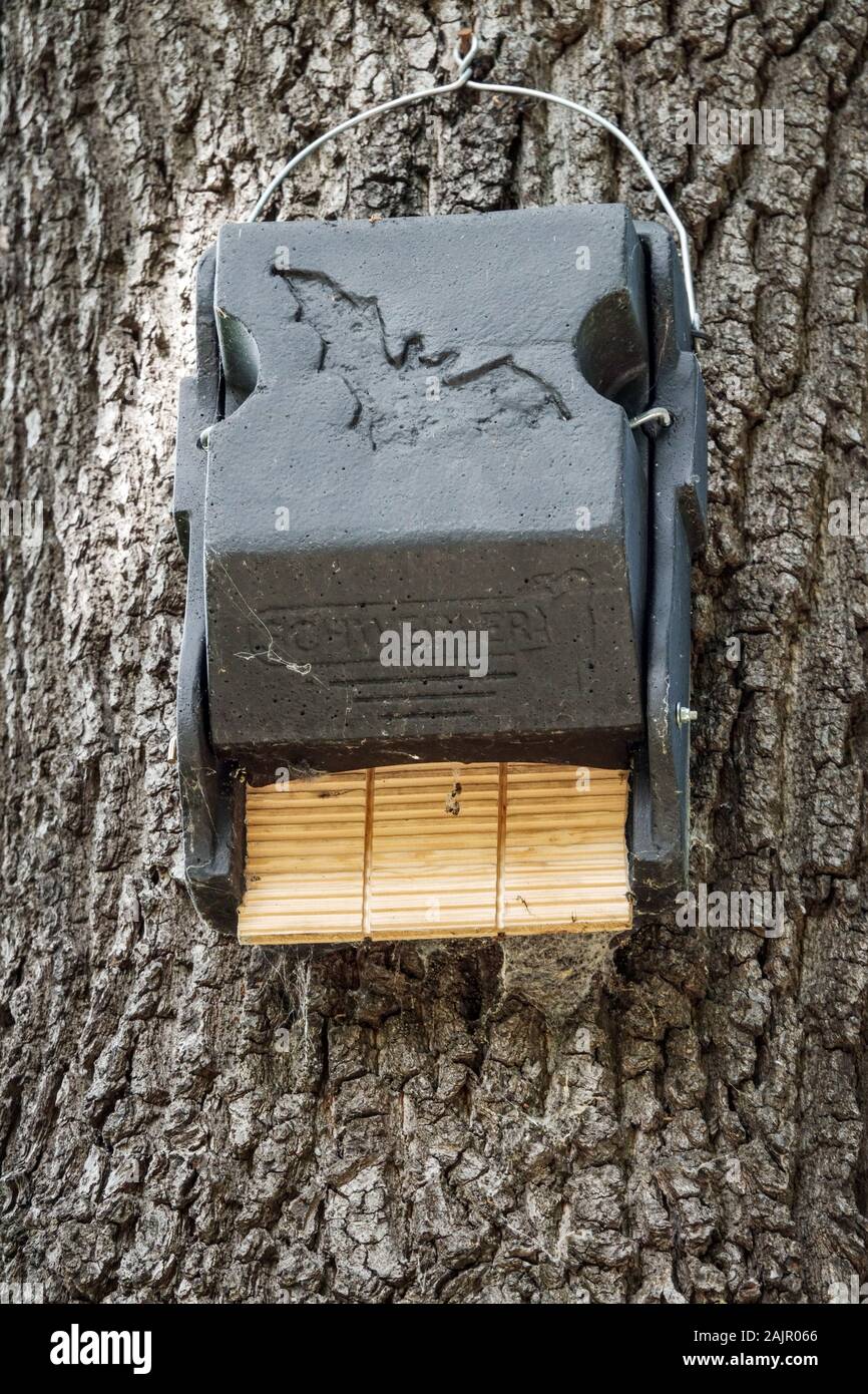 Bats nest hi-res stock photography and images - Alamy