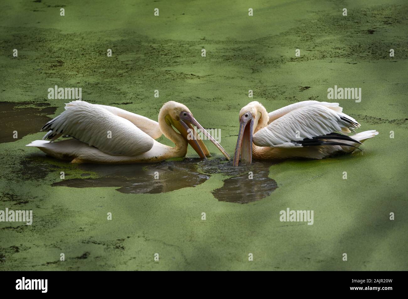 Guwahati, Assam, India. 5th Jan, 2020. Pelican in search of fish in a ...
