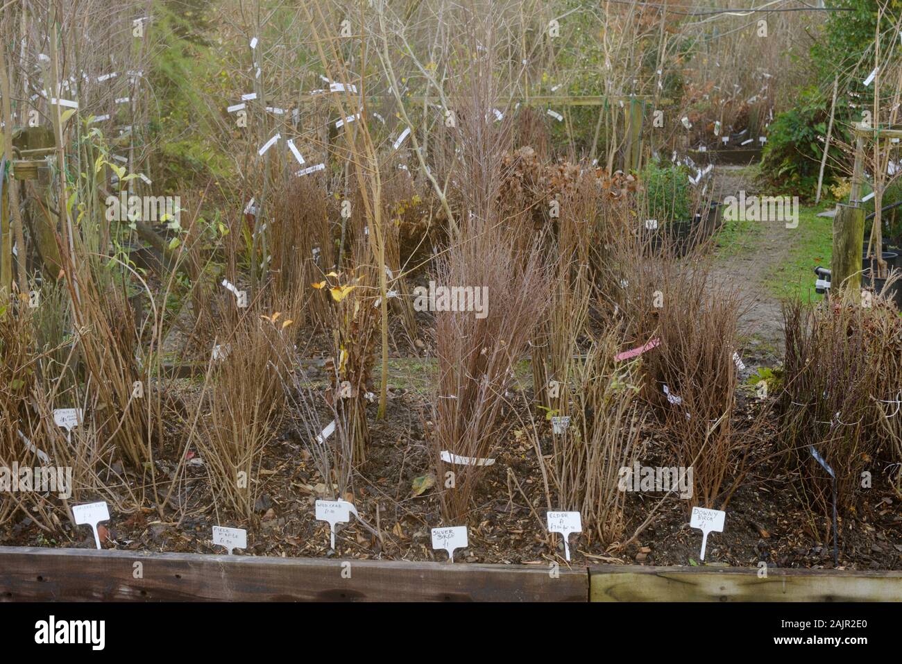 Bundles of bare rooted deciduous native trees, heeled in to raised beds ...