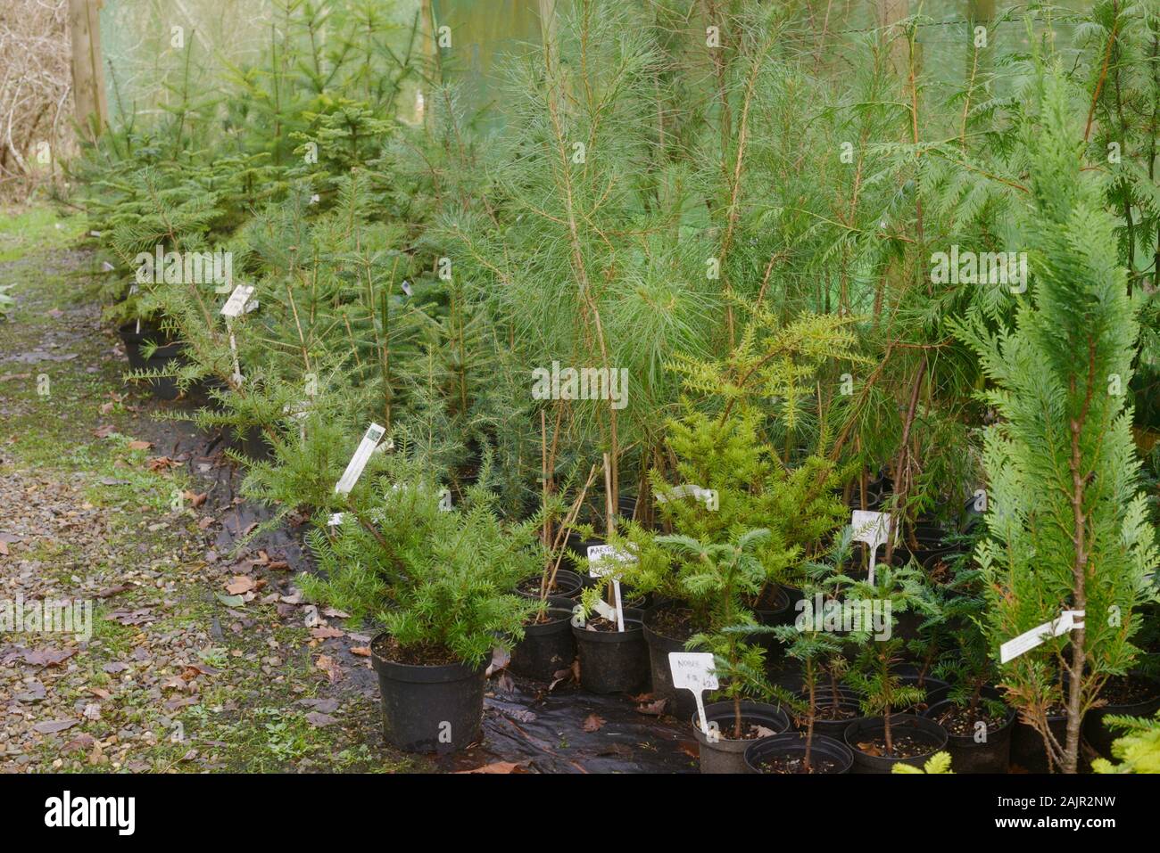 Mixed pot grown conifers, coniferous trees for sale at a tree nursery ...