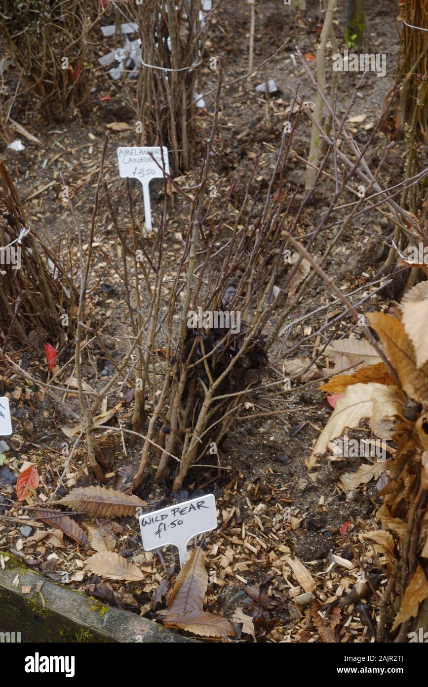Bundles of bare rooted deciduous native trees, heeled in to raised beds ...