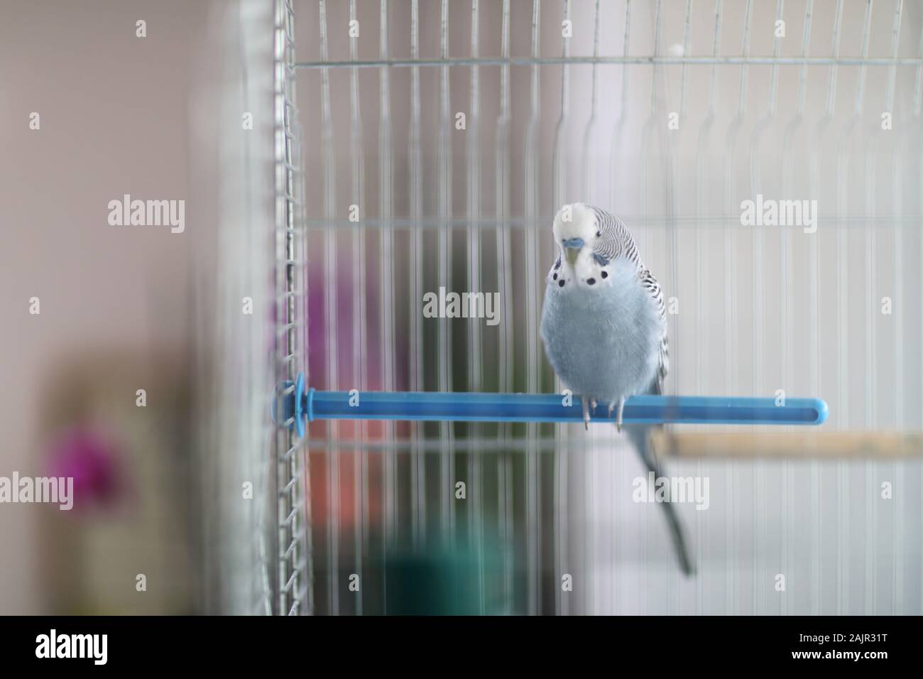 Plastic Parrot High Resolution Stock Photography and Images - Alamy
