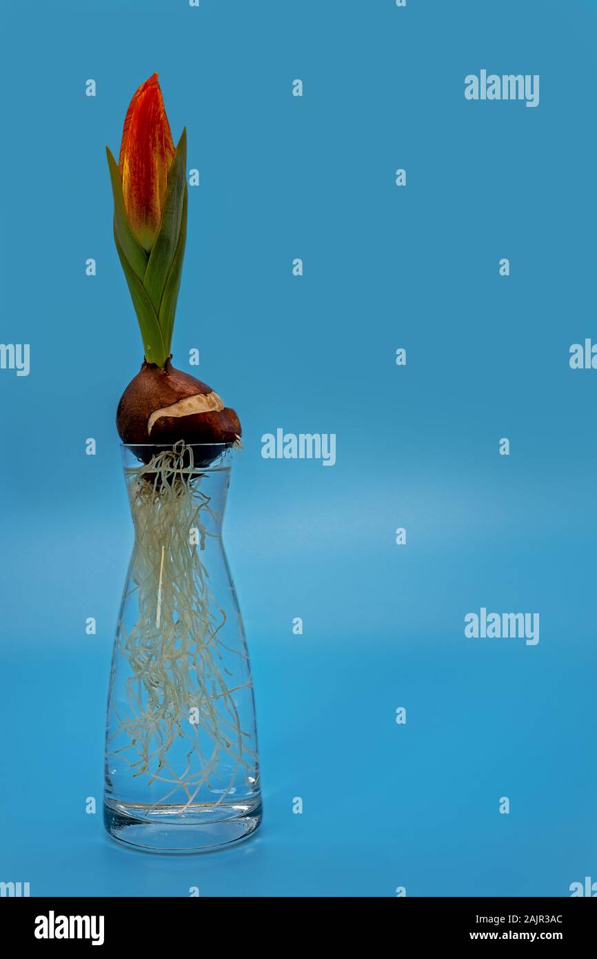 a spring bloomer in a glass vase against a light blue background Stock ...