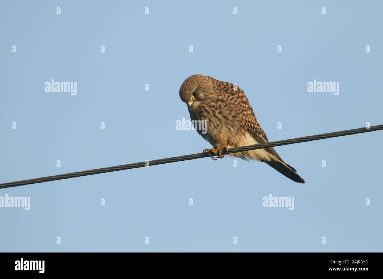 A beautiful hunting Kestrel, Falco tinnunculus, perching on a cable on ...