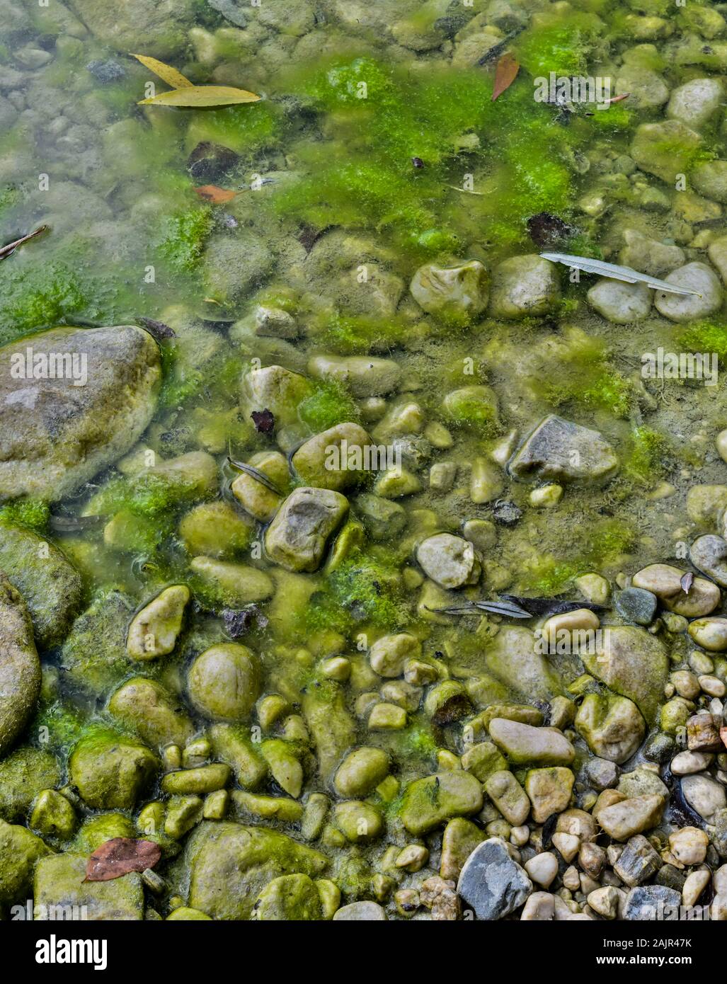 Dried up swamp hi-res stock photography and images - Alamy