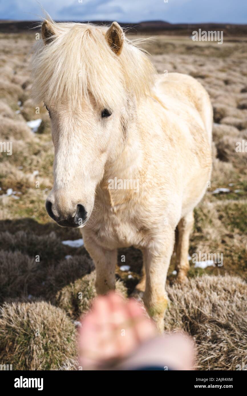 Shy horse hi-res stock photography and images - Alamy