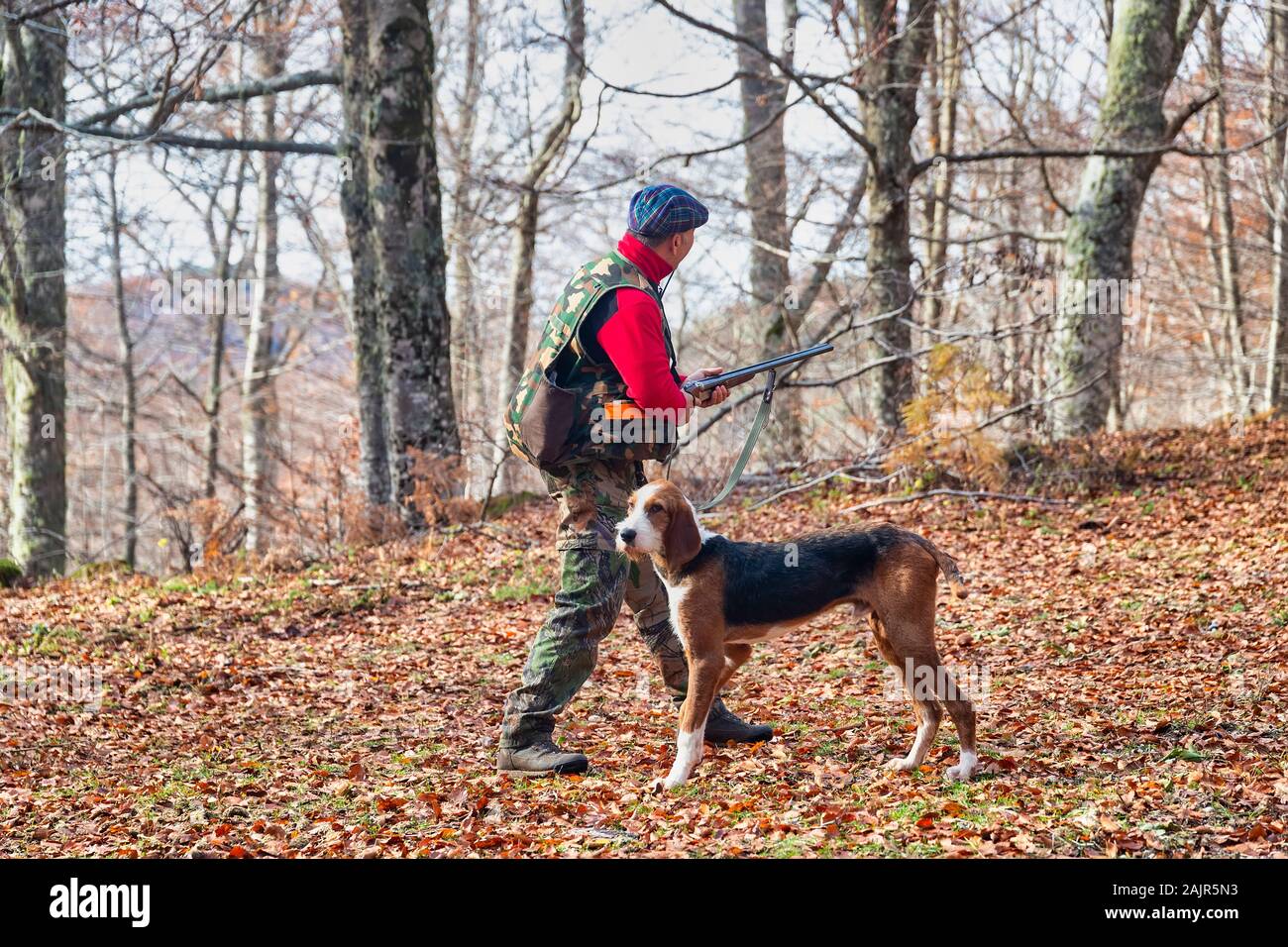 Dog hunting behavior hi-res stock photography and images - Alamy