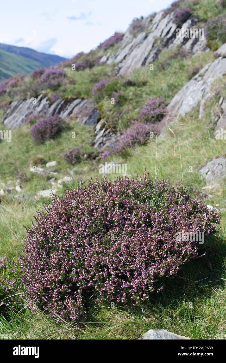 Purple mountain heather hi-res stock photography and images - Alamy