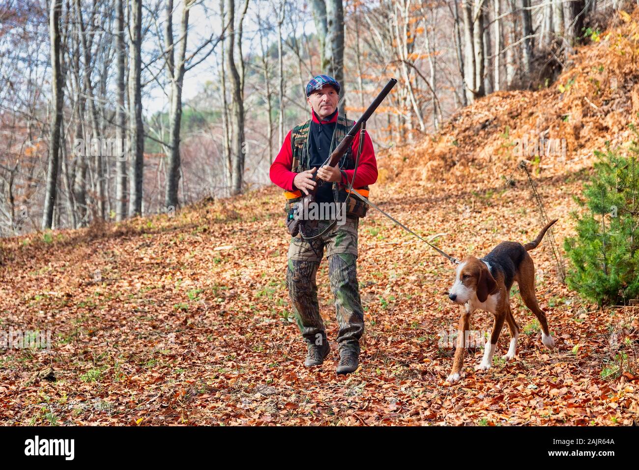 hunter with weapon and hunting dog chasing in the forest Stock Photo ...