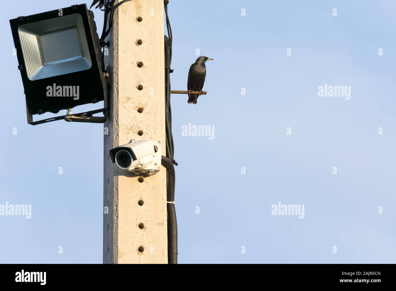 Surveillance bird hi-res stock photography and images - Alamy