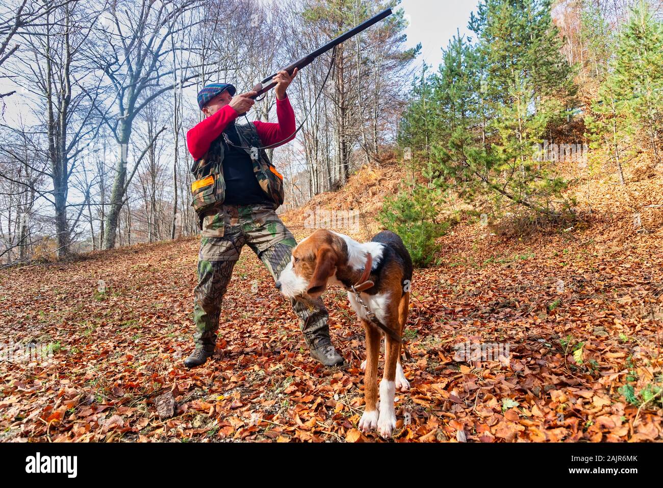 hunter with weapon and hunting dog chasing in the forest Stock Photo ...