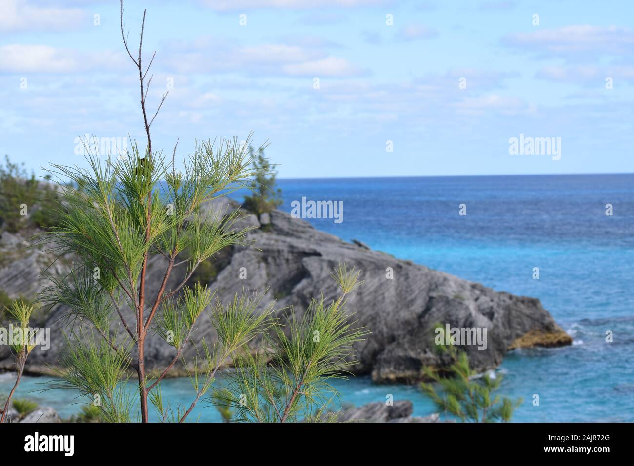 Bermuda cedar hi-res stock photography and images - Alamy