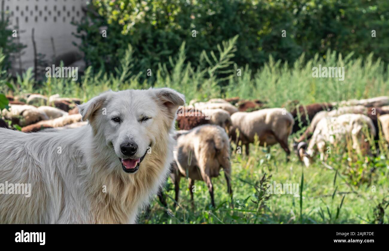 Maremmano abruzzese sheepdog hi-res stock photography and images - Alamy