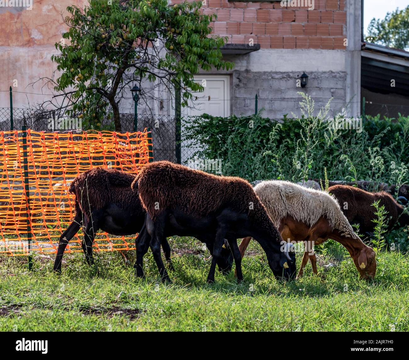 Massese Sheep High Resolution Stock Photography and Images - Alamy