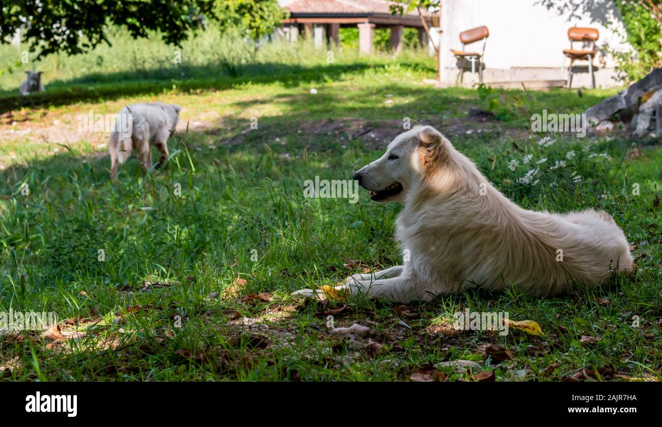 Maremma dog sheep hi-res stock photography and images - Alamy