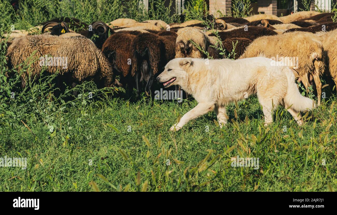 Maremma Sheepdog High Resolution Stock Photography and Images - Alamy