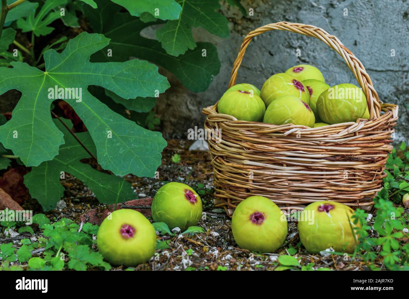 Fig basket hi-res stock photography and images - Alamy