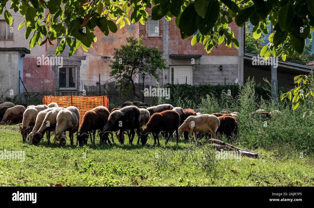 Massese breed hi-res stock photography and images - Alamy