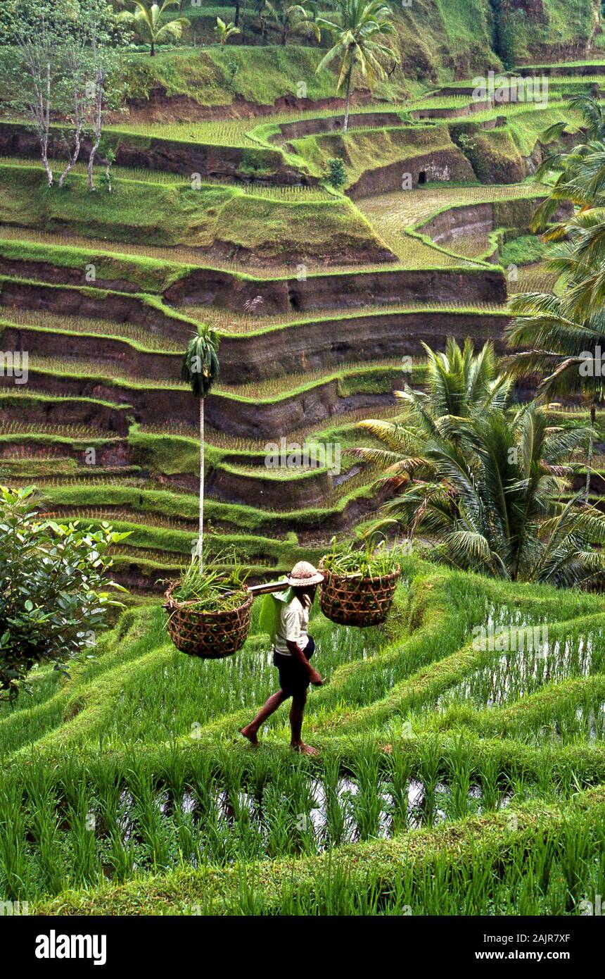 Rice paddies, Bali, Indonesia Stock Photo - Alamy