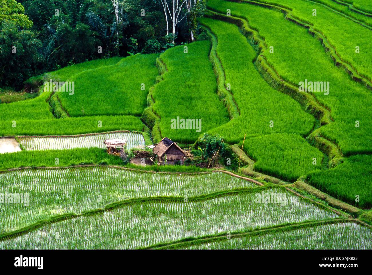 Rice paddies, Bali, Indonesia Stock Photo - Alamy