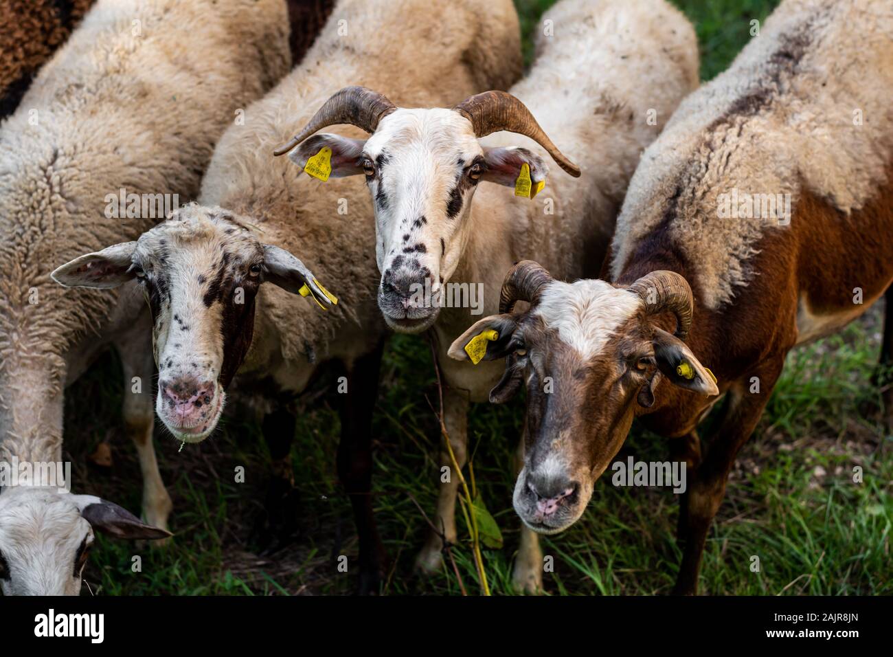 Crossbred Sheep High Resolution Stock Photography and Images - Alamy