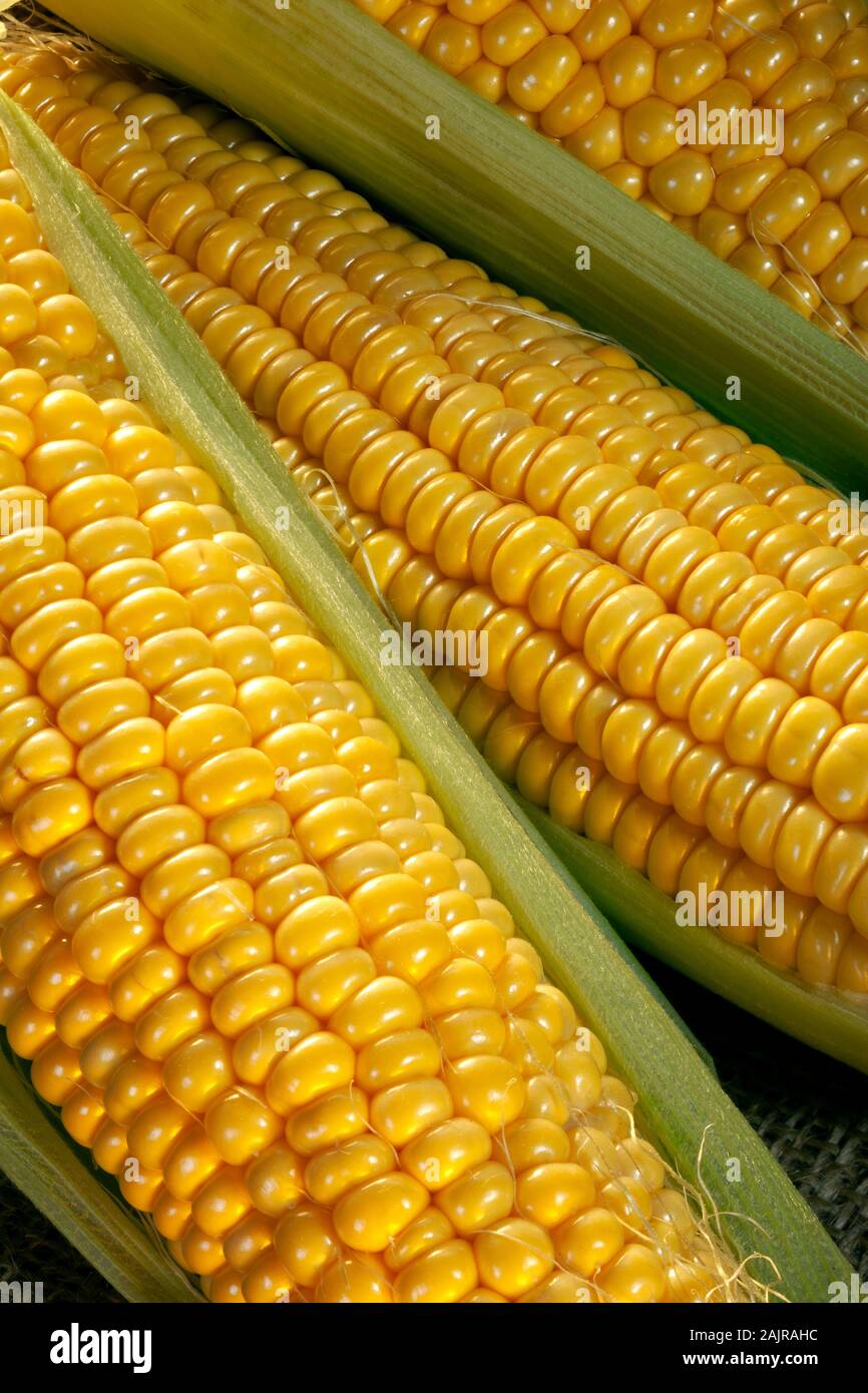 Corn on the Cob - a culinary term used for a cooked ear of freshly ...
