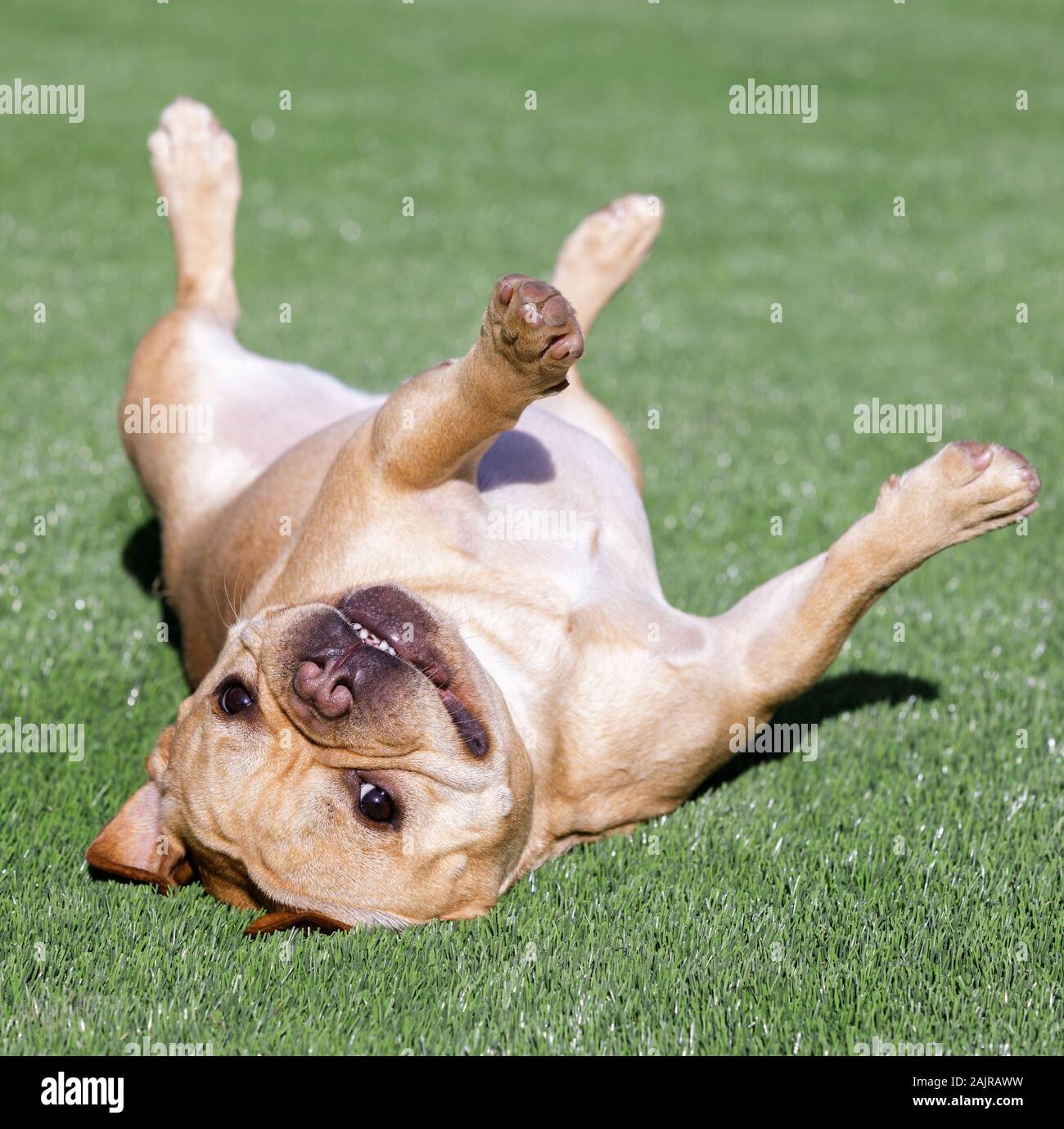 French Bulldog rolling over and goofing off Stock Photo - Alamy