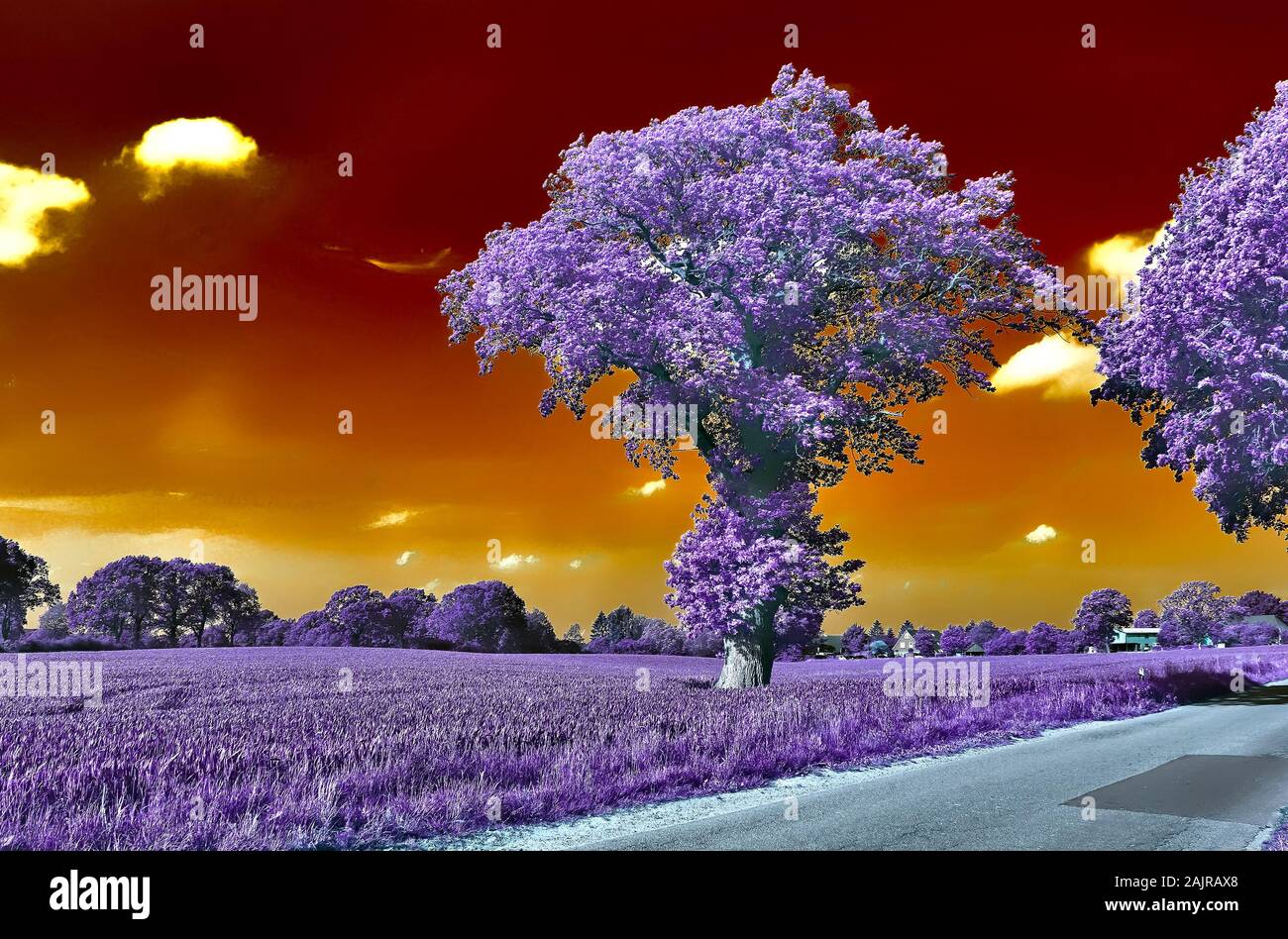 Beautiful pink purple infrared hi-res stock photography and images - Alamy