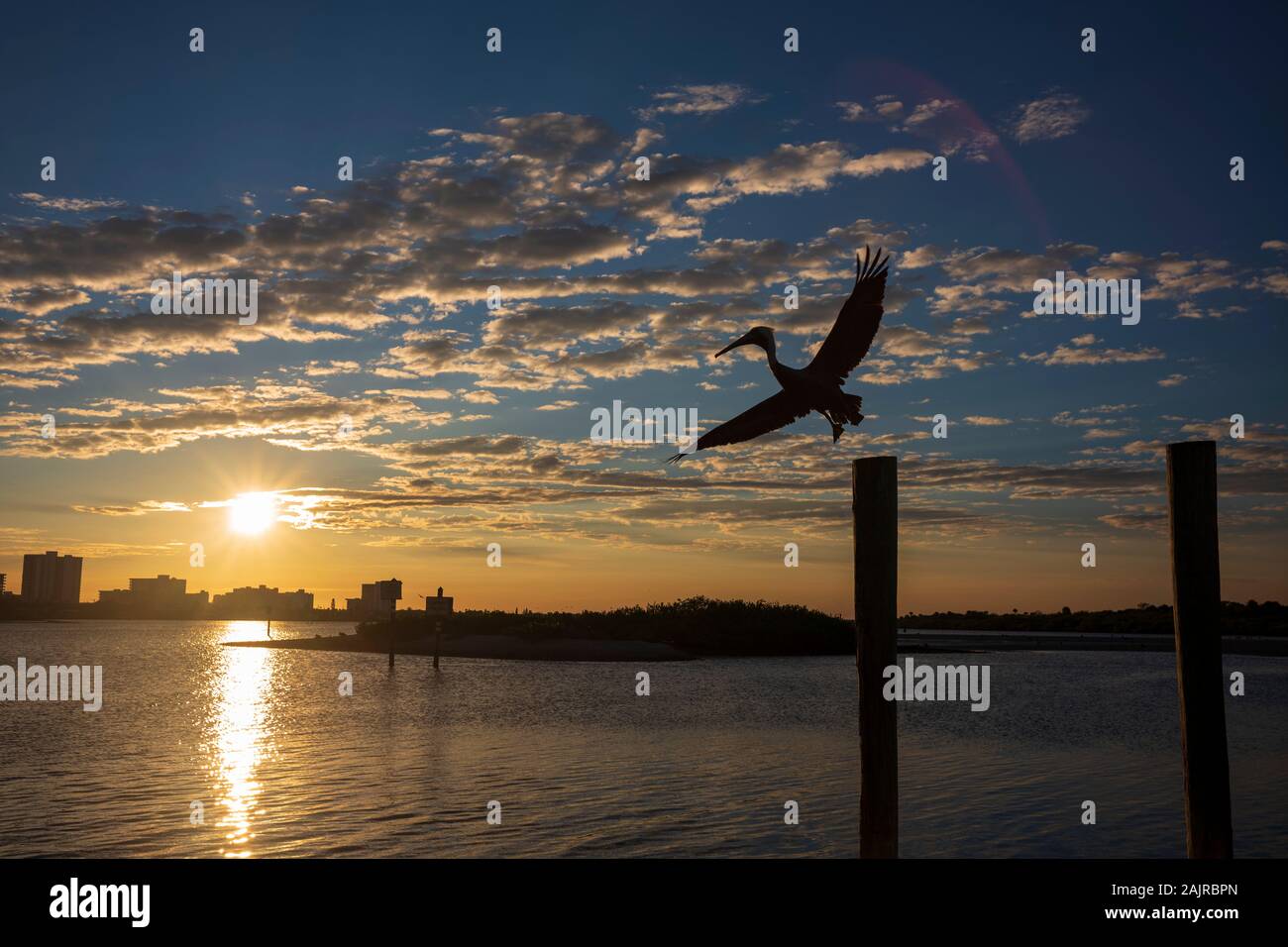 A brown pelican takes to flight from a dock pylon of a boat launch ...