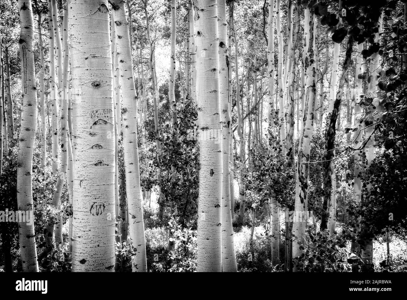 Autumn foliage forest trees Black and White Stock Photos & Images - Alamy