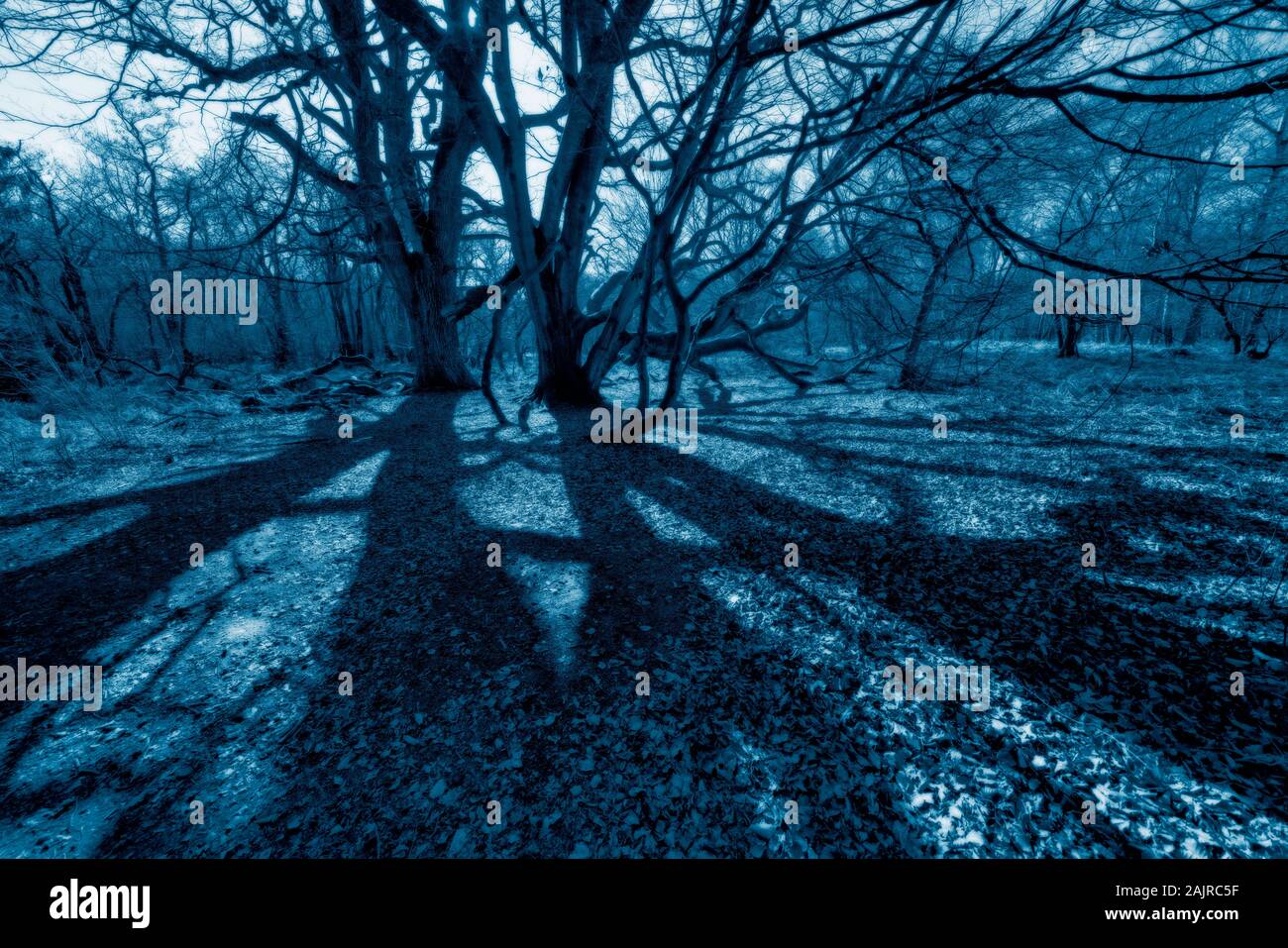 Dwarf beech tree hi-res stock photography and images - Alamy