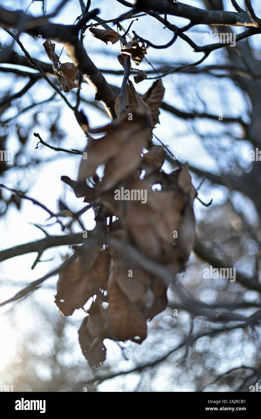 Tree Branch in Winter Stock Photo - Alamy