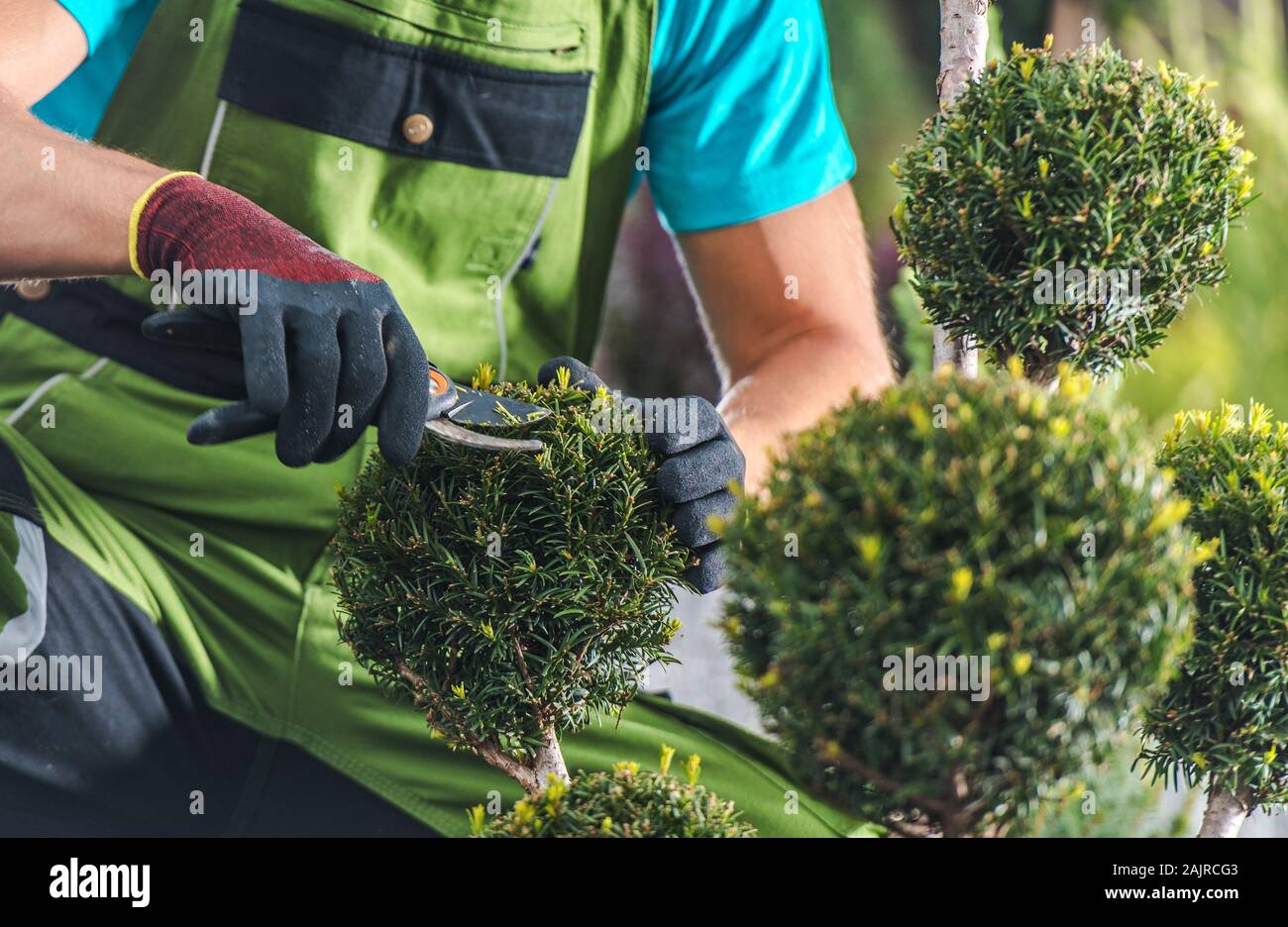 Men Trimming Garden Plants. Decorative Trees Seasonal Maintenance by ...