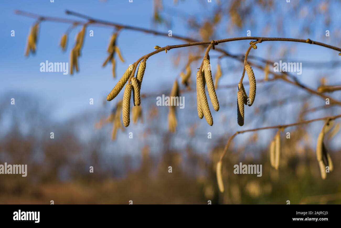 Hazel shrubs hi-res stock photography and images - Alamy