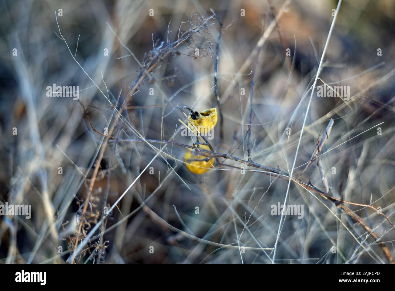 Yellow Seed Pod Stock Photo - Alamy