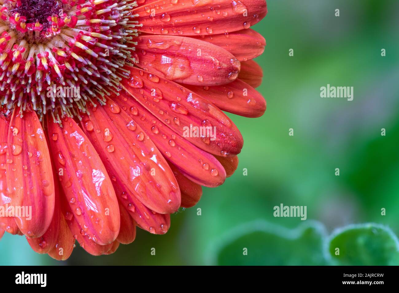 Gerbera daisy plant hi-res stock photography and images - Alamy