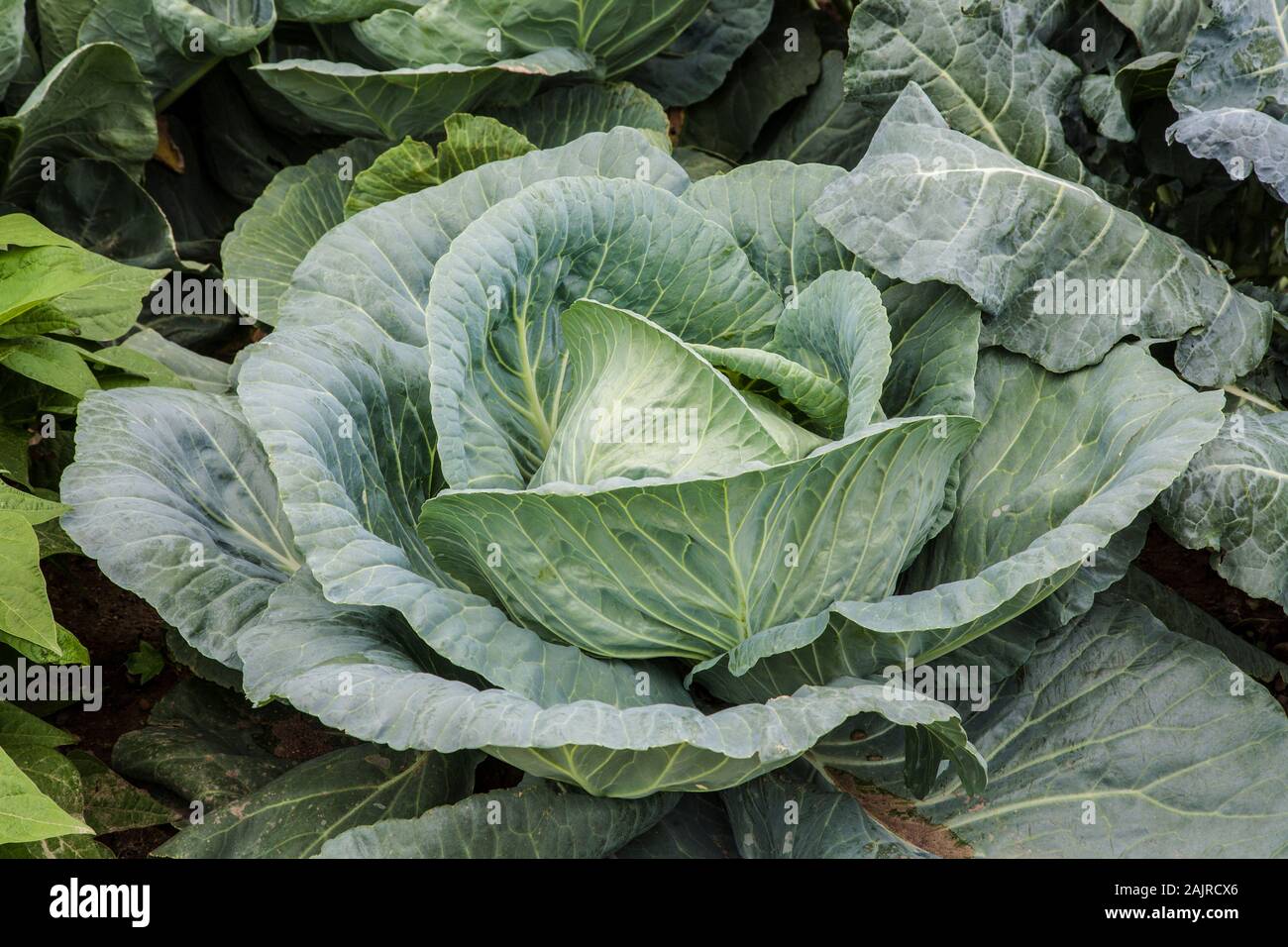 Cabbage images hi-res stock photography and images - Alamy