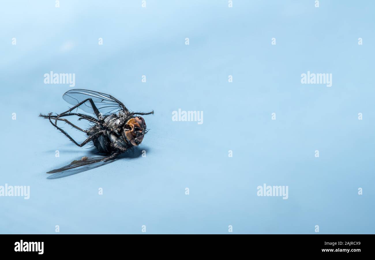 Close-up of a dead fly lying on its back with blue background Stock ...