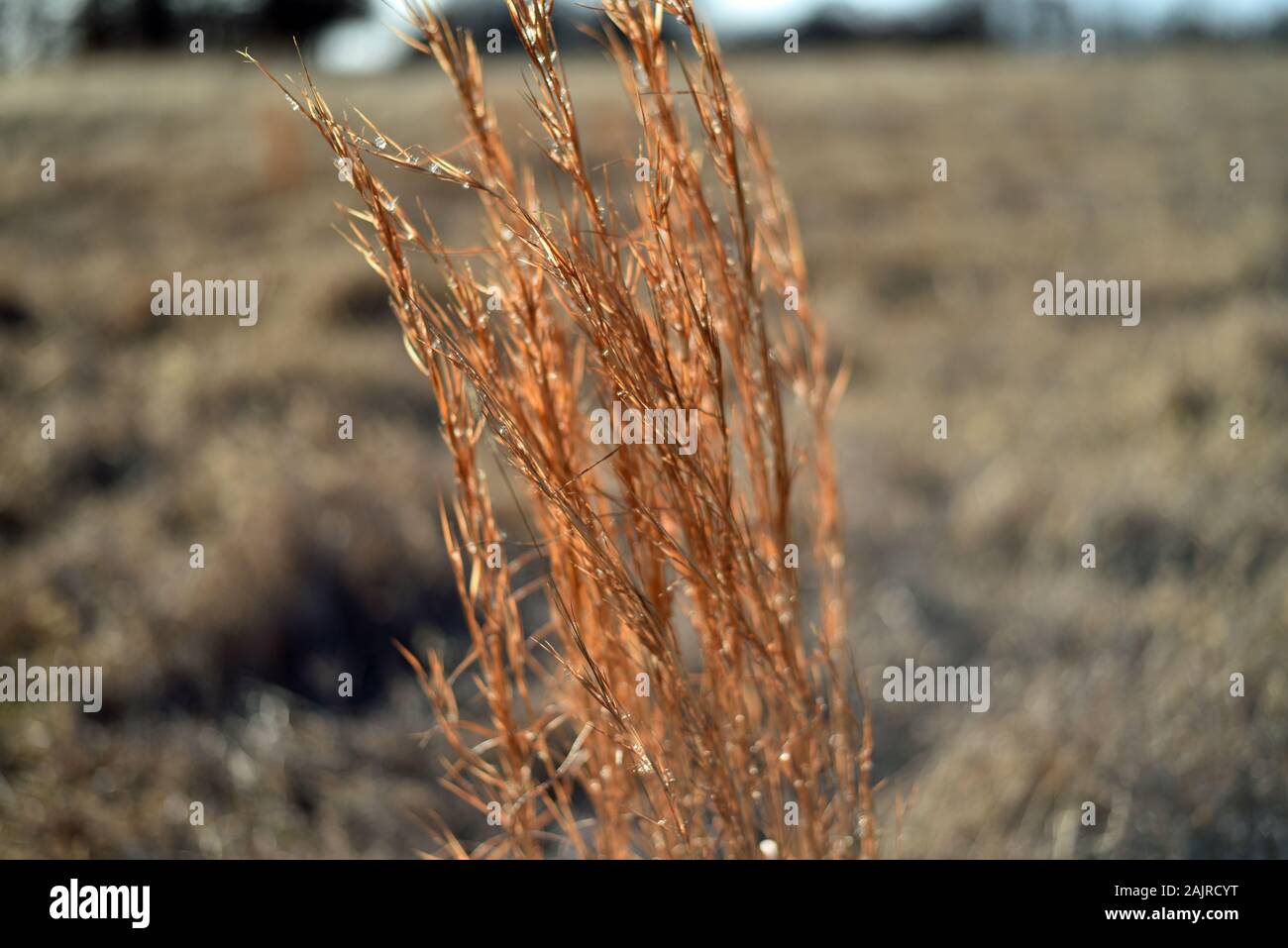 Tall Golden Grass Stock Photo - Alamy