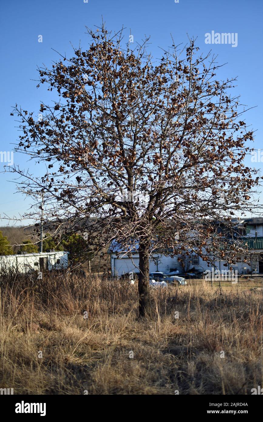 Tree on a Farm in Winter Stock Photo - Alamy
