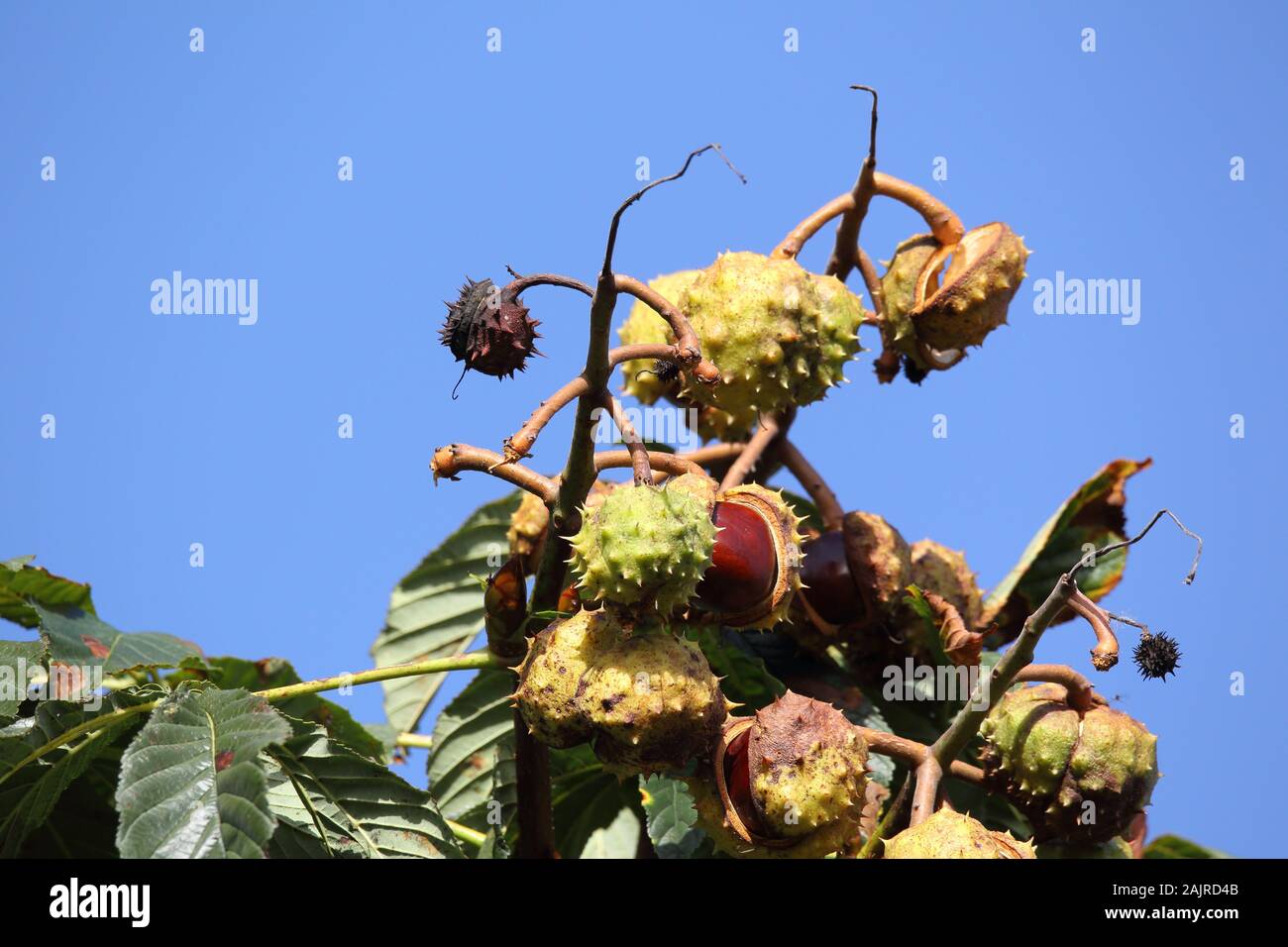 Casing tree hi-res stock photography and images - Alamy