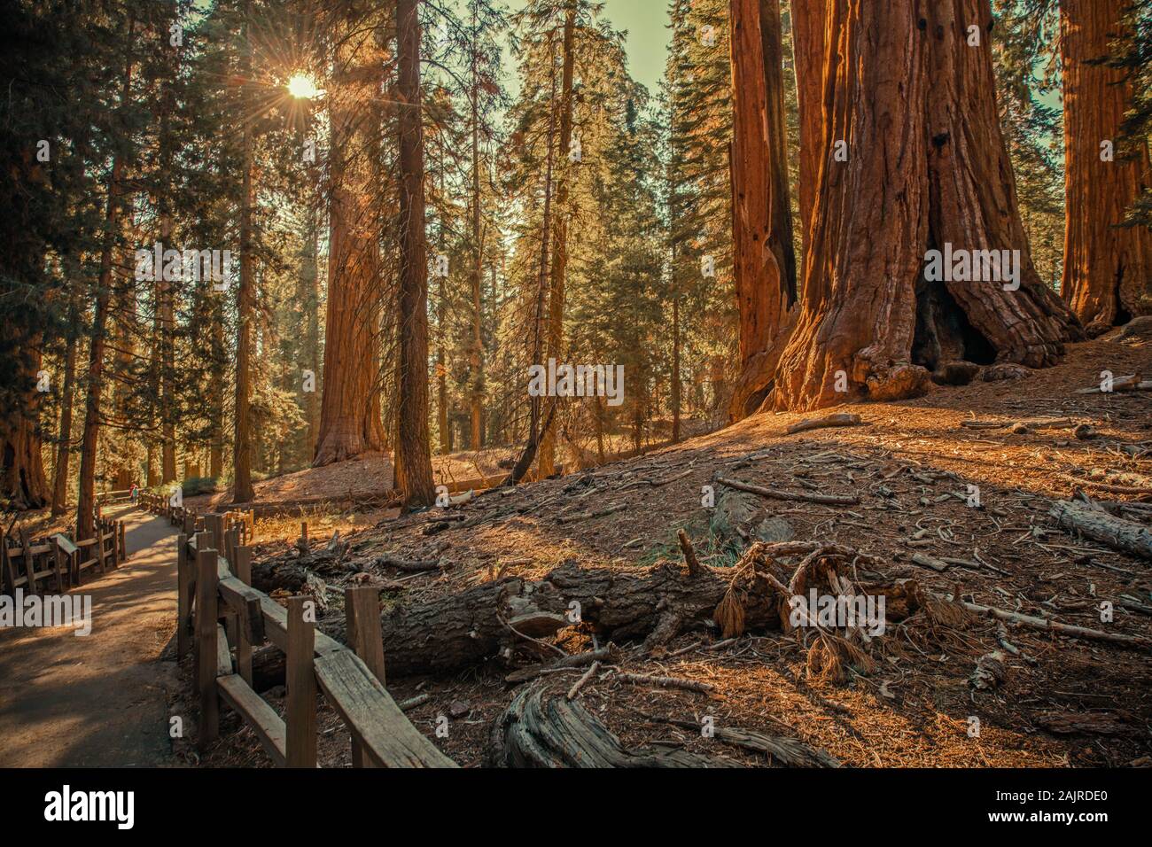Giant Sequoias Sierra Forest. Sequoiadendron Giganteum. Central East ...