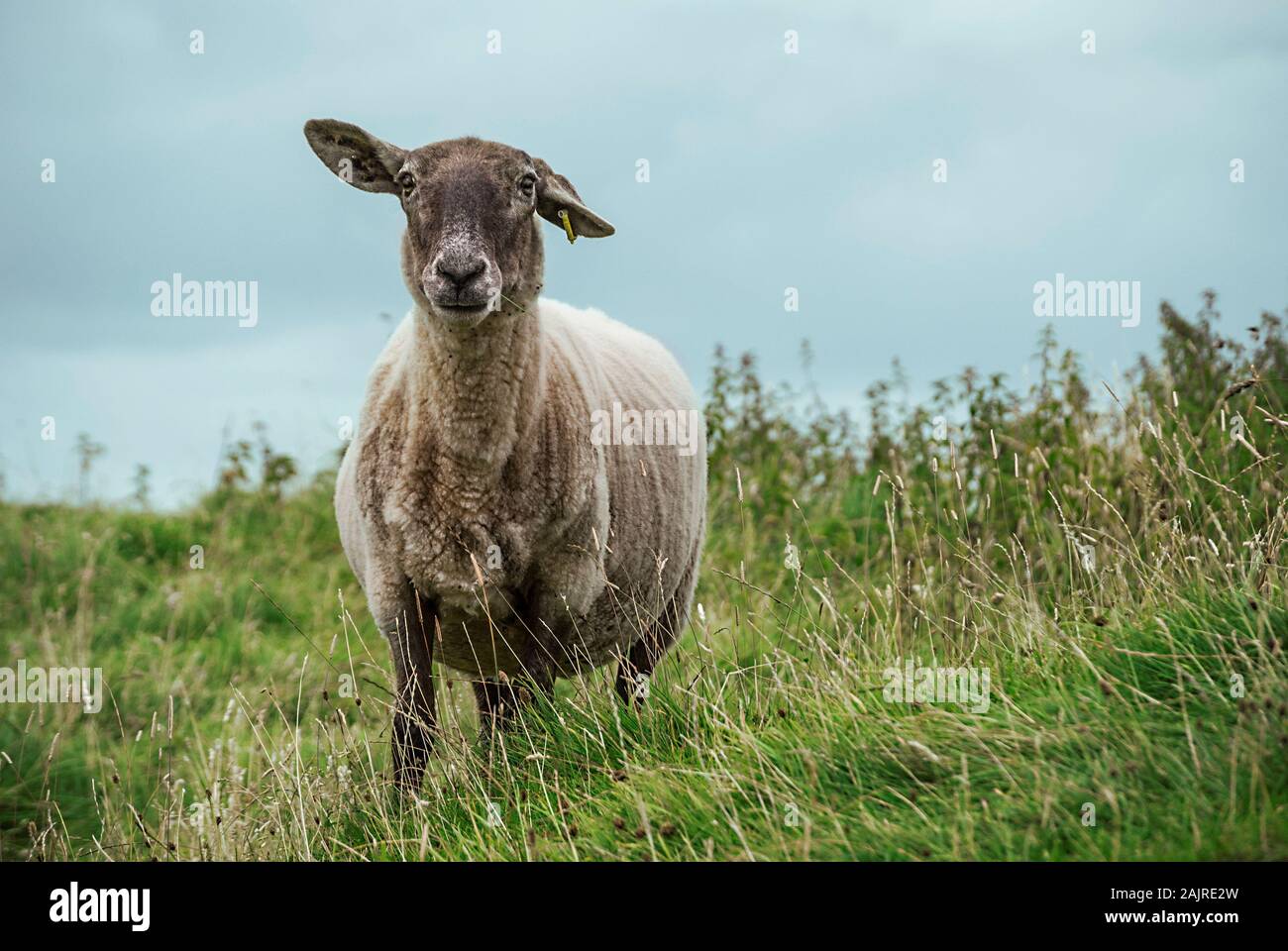 Scene in ireland with sheep hi-res stock photography and images - Alamy