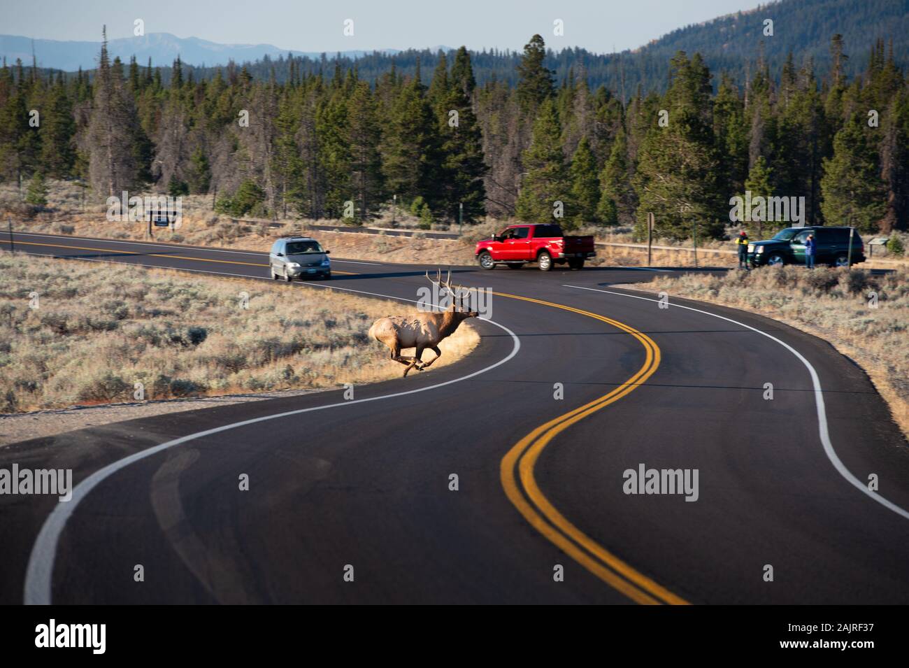 Bull elk crossing the road hi-res stock photography and images - Alamy