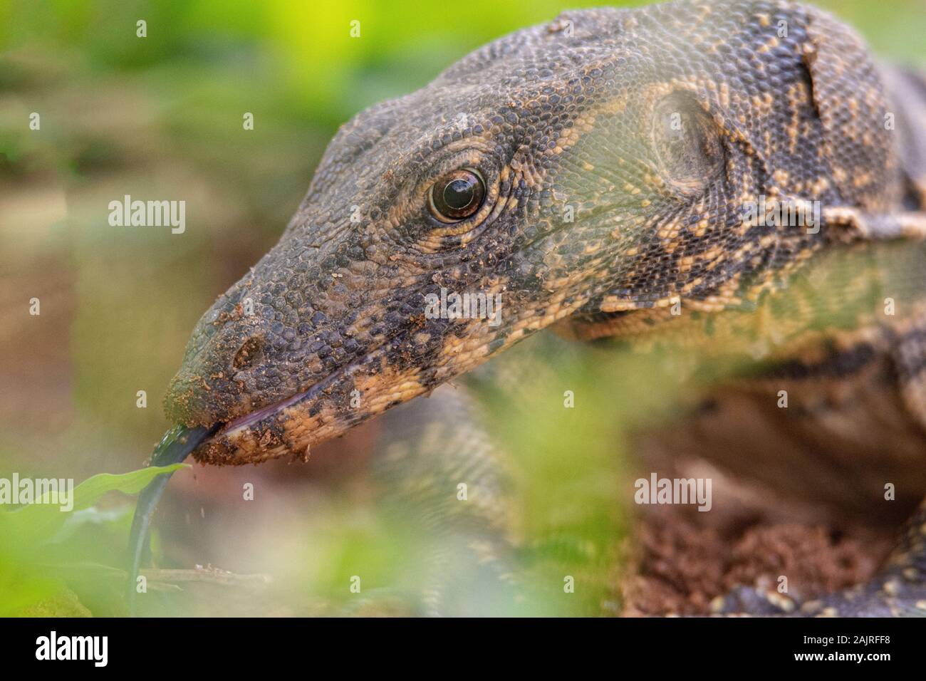 Asian water monitor Stock Photo - Alamy