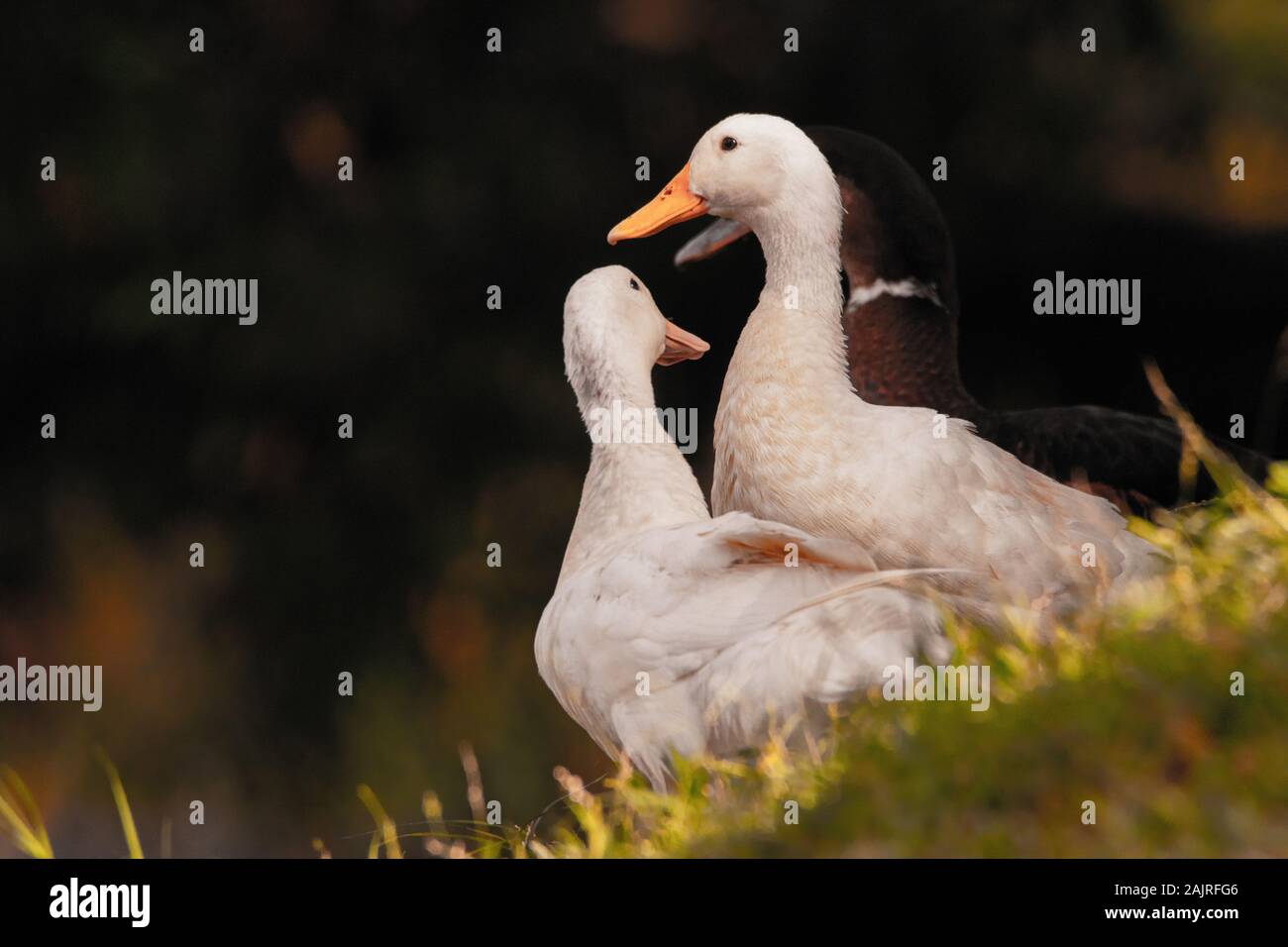 Two ducks white pond water hi-res stock photography and images - Alamy