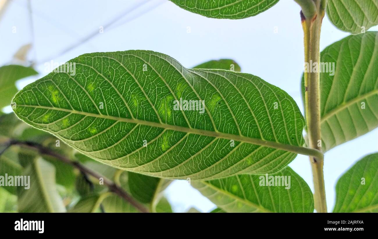 Guava tree hi-res stock photography and images - Alamy