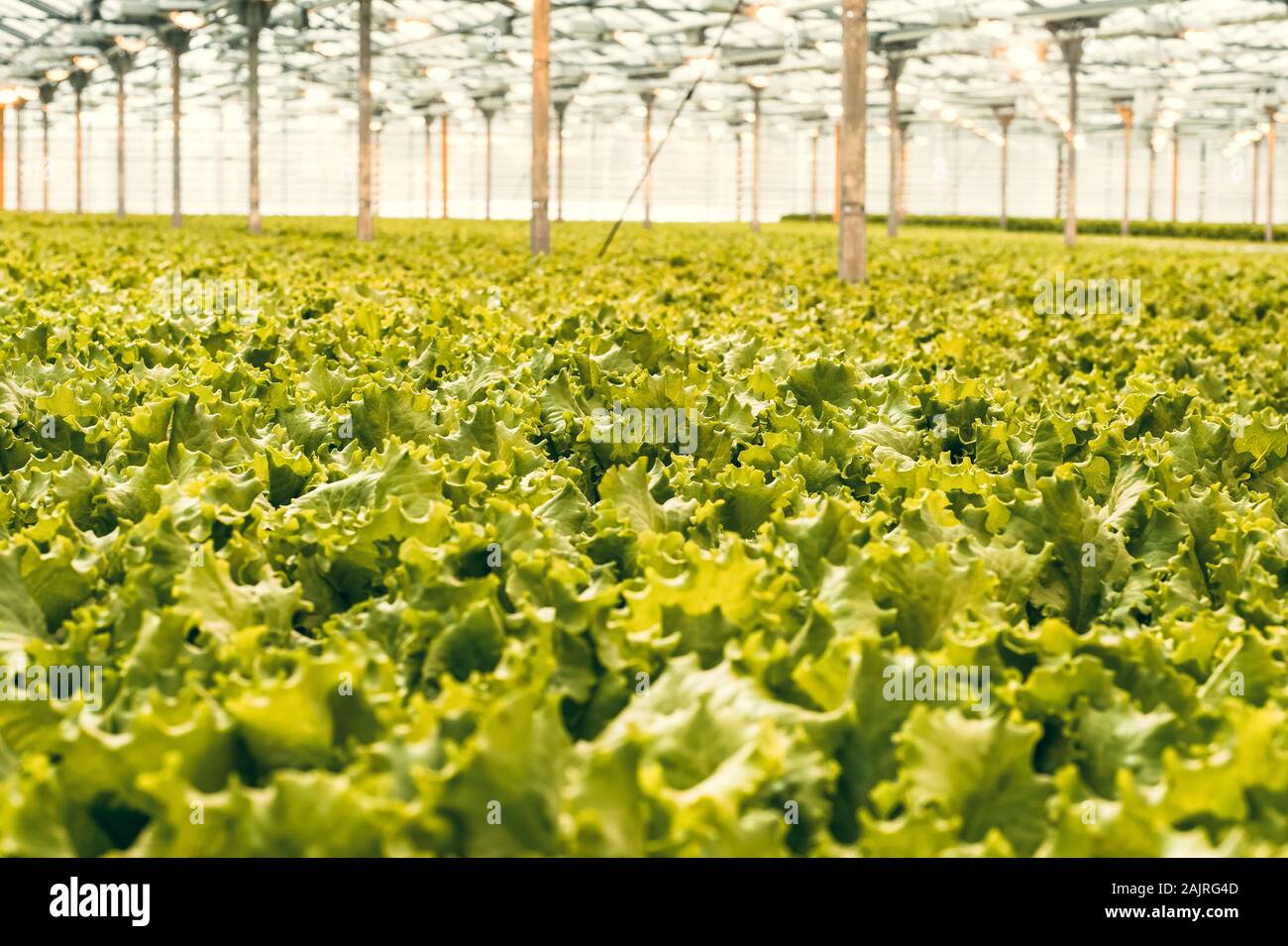 Green salad leaves in a greenhouse. Industrial vegetable production ...