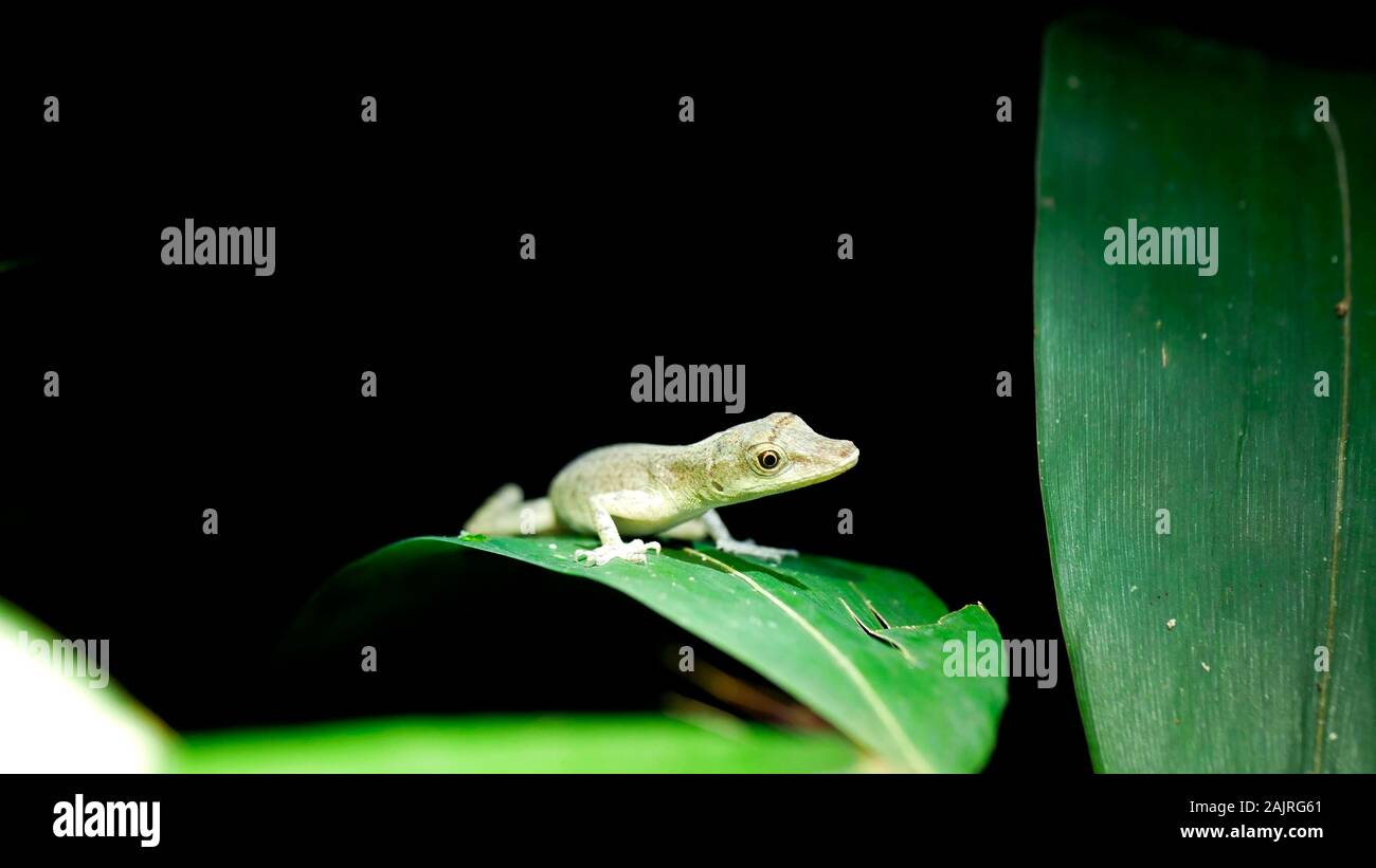 Rainforest lizard hi-res stock photography and images - Alamy